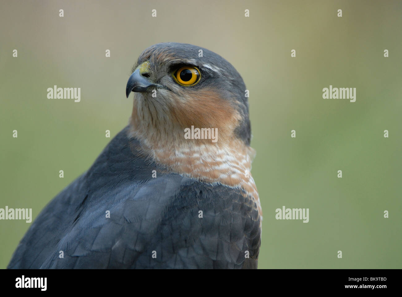 Portrait of adult male Sparrow Hawk, looking backwards Stock Photo - Alamy