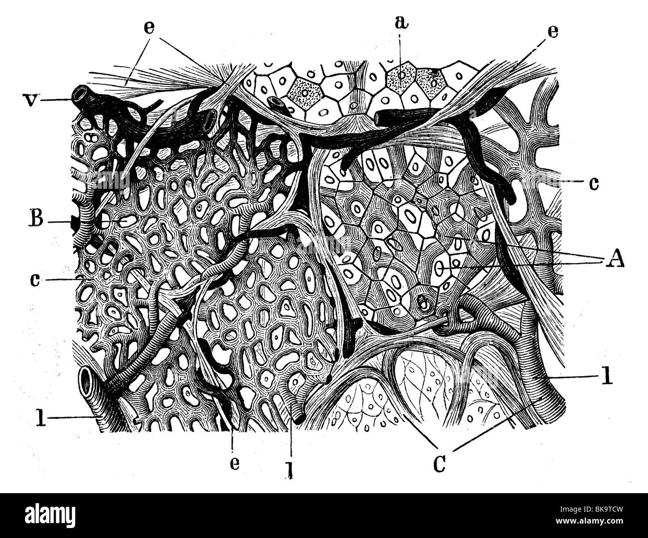 Ideal cross section of the lung hi-res stock photography and images - Alamy