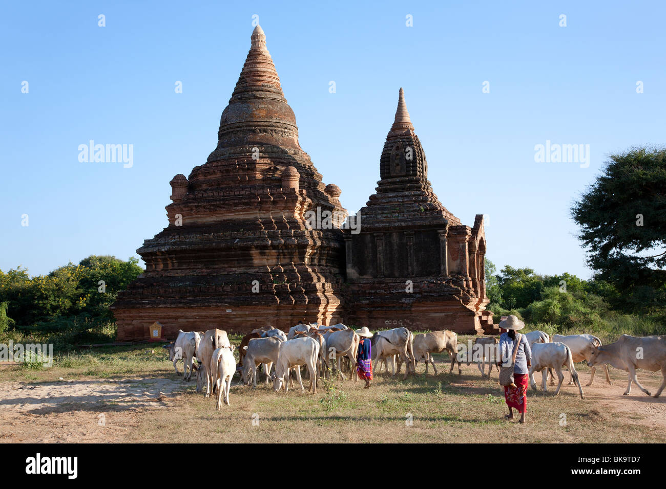 Cattle and shepherdesses. Bagan temples. Myanmar Stock Photo - Alamy