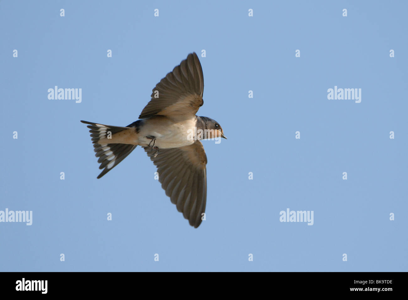Barnswallow hi-res stock photography and images - Alamy