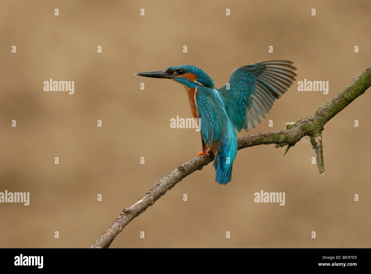 Adult male Kingfisher with wings open on branch Stock Photo - Alamy
