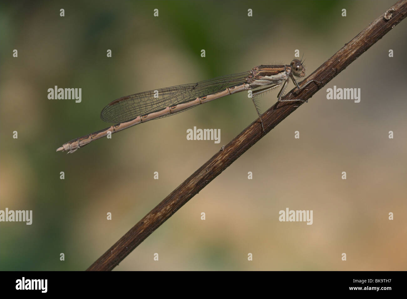 Brown Emerald Damselfly side view Stock Photo - Alamy