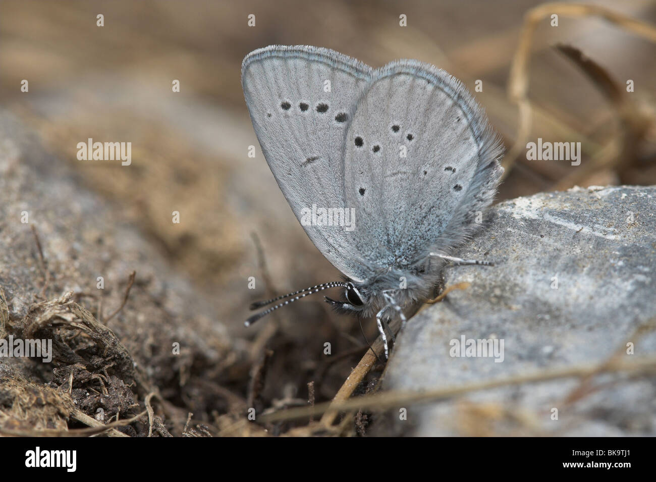 Little Blue underwing view Stock Photo - Alamy