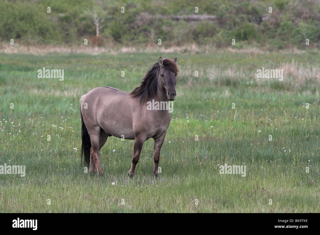 Konik horse hi-res stock photography and images - Alamy