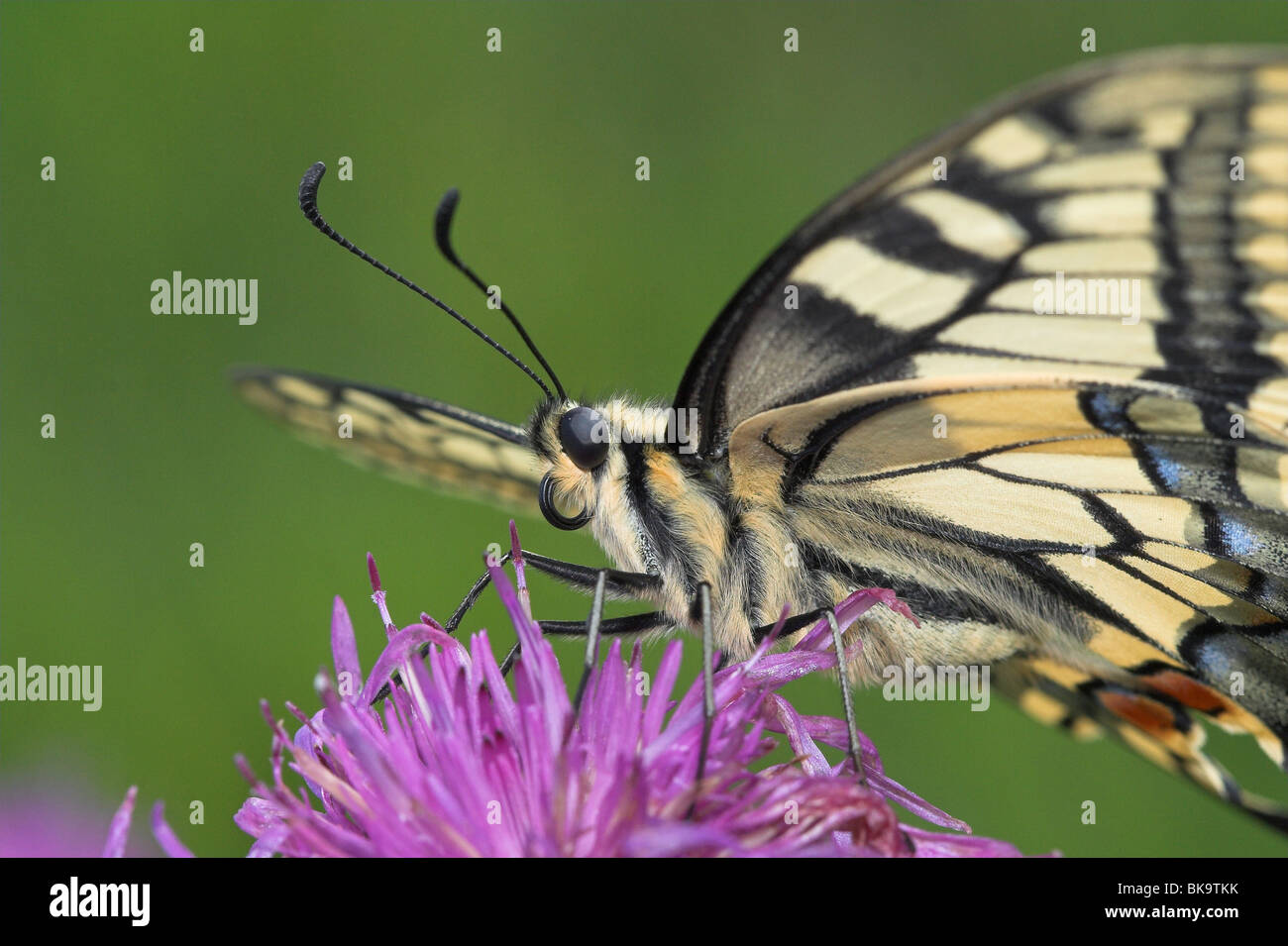 Brown swallowtails butterfly hi-res stock photography and images - Alamy
