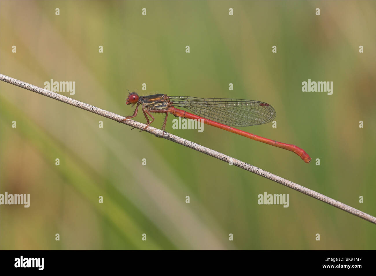 Small Red Damselfly side view Stock Photo - Alamy