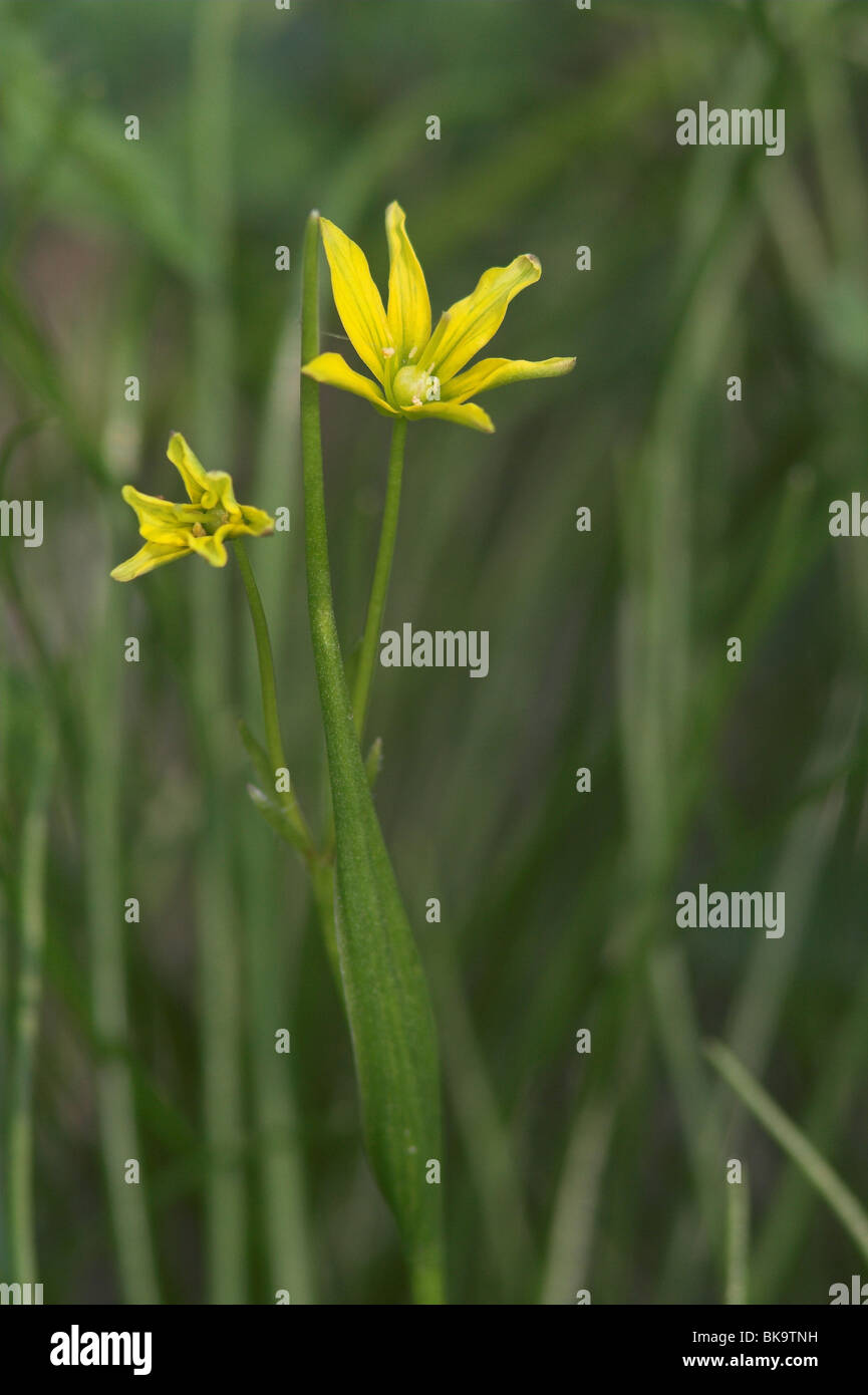 Gagea flowers hi-res stock photography and images - Alamy