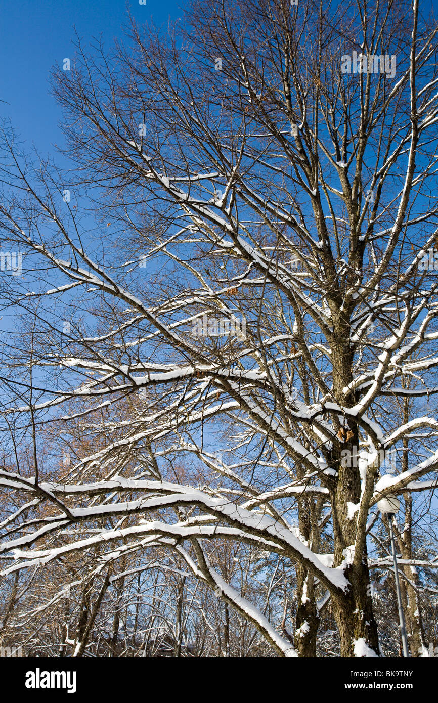 Tree covered fresh snow hi-res stock photography and images - Alamy