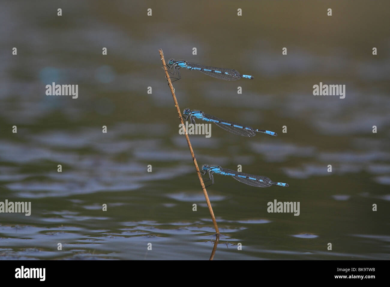 Common Blue Damselflies Stock Photo - Alamy