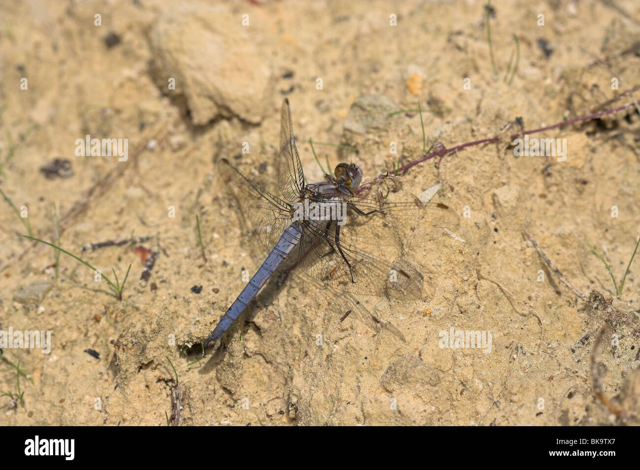 Brown Skimmer male Stock Photo - Alamy