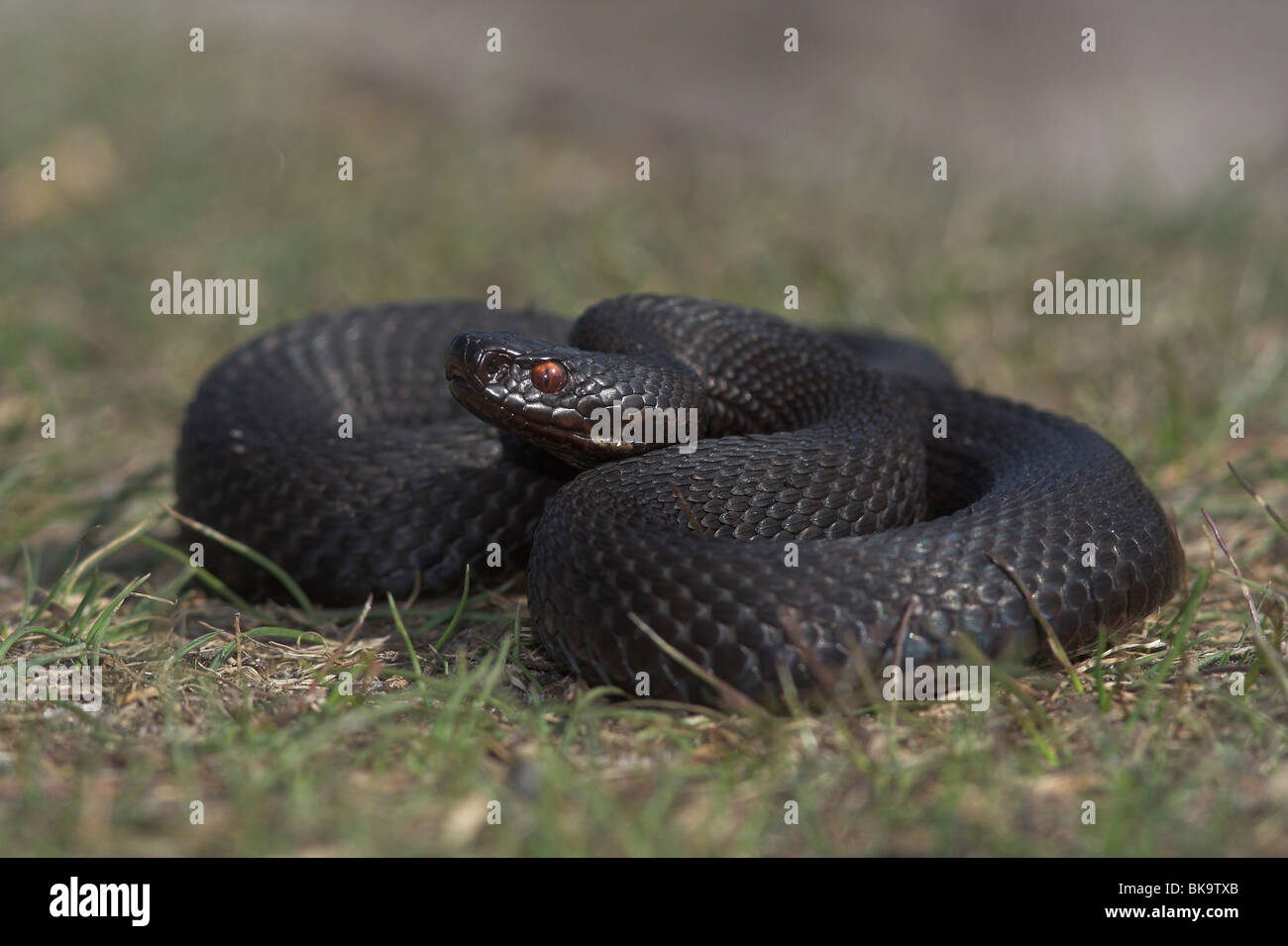 Black common adder hi-res stock photography and images - Alamy