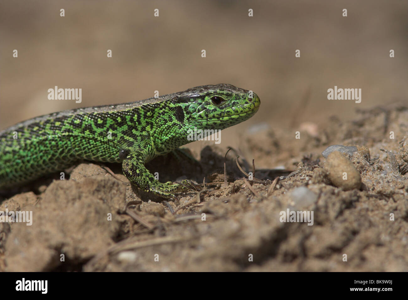 Sand Lizard male Stock Photo - Alamy