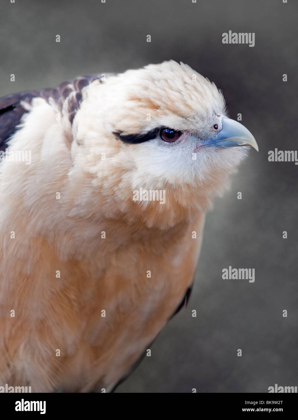 Yellow Headed Caracara (milvago chimachima Stock Photo - Alamy