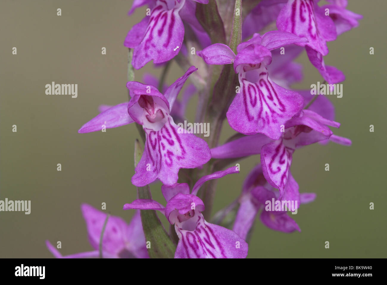 Spotted Marsh Orchid Stock Photo - Alamy
