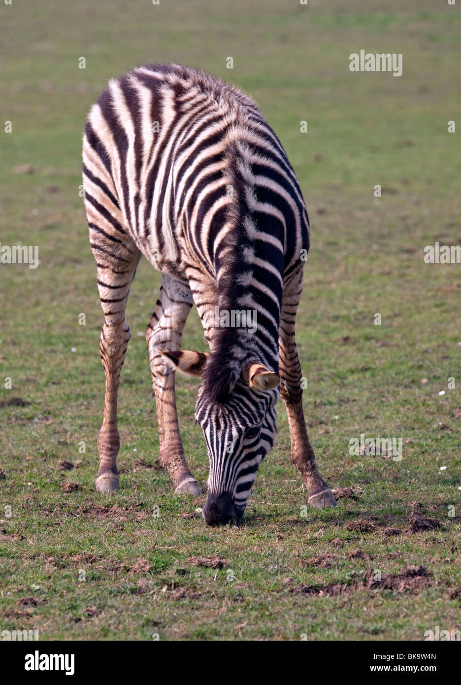 Chapmans zebra hi-res stock photography and images - Alamy