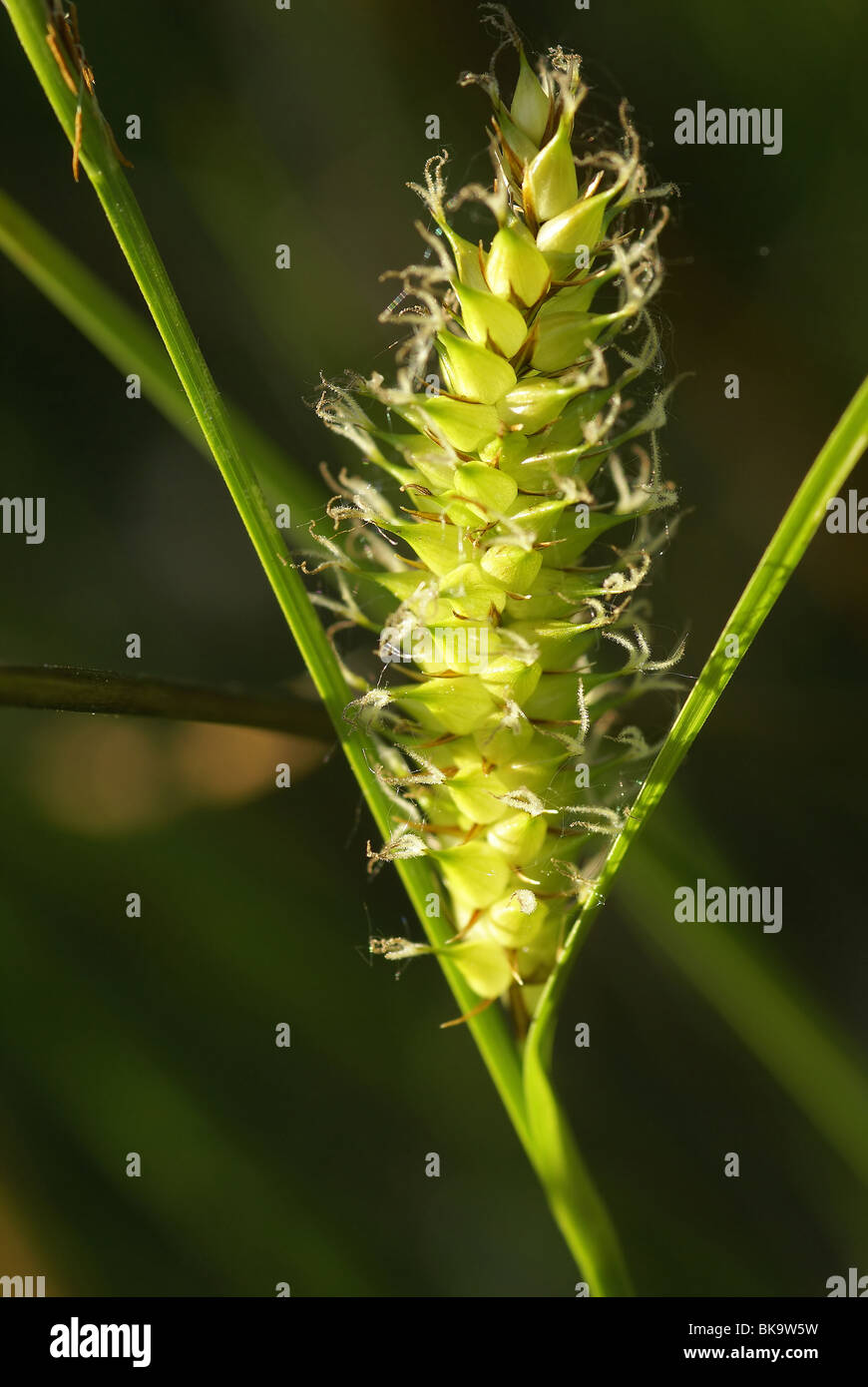 Bladder sedge hi-res stock photography and images - Alamy