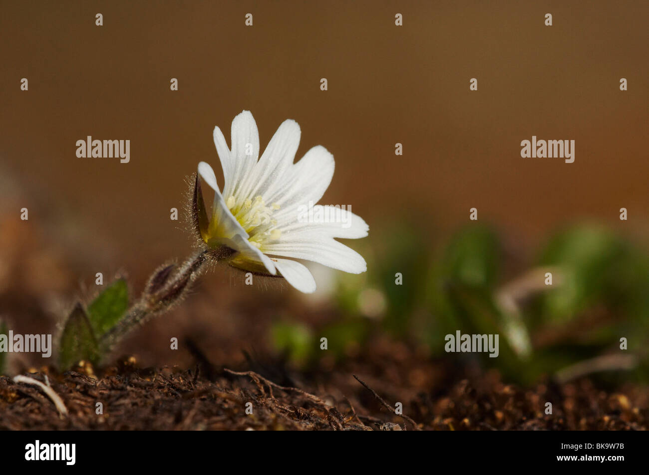 Arctic Mouse-ear Chickweed on the tundra Stock Photo - Alamy