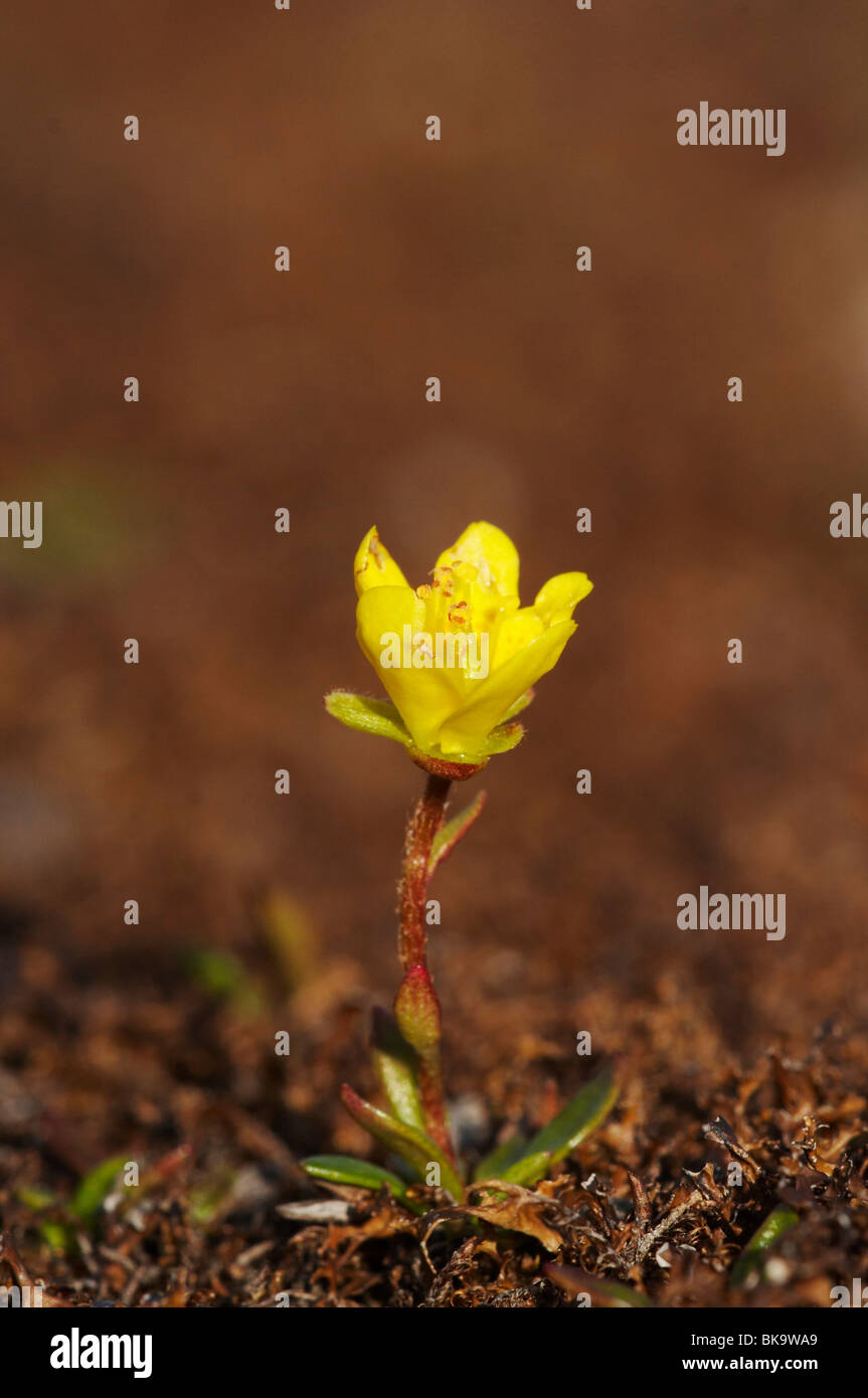 the yellow Bog Saxifrage on the tundra Stock Photo - Alamy