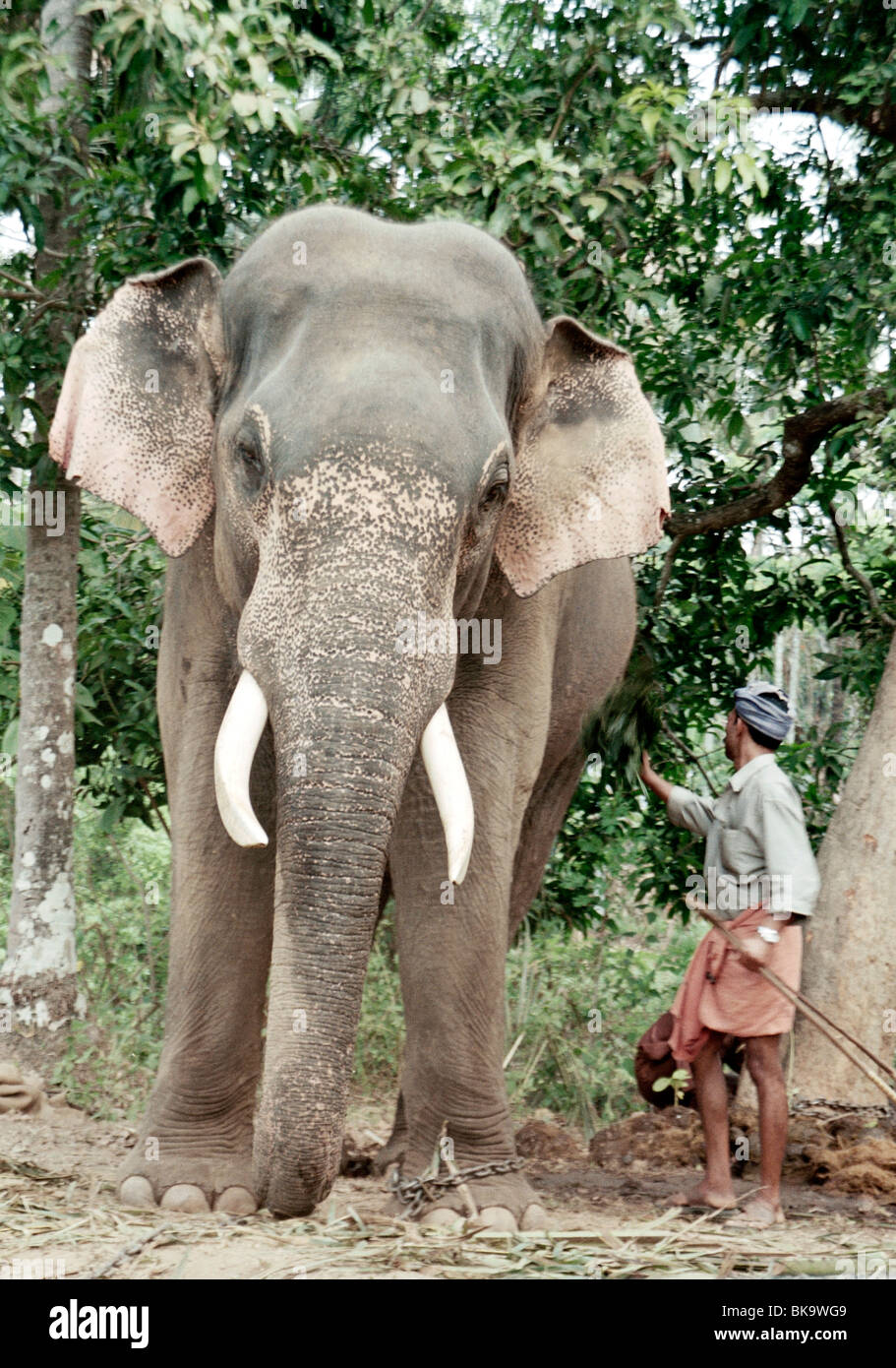 Man with elephant Stock Photo - Alamy