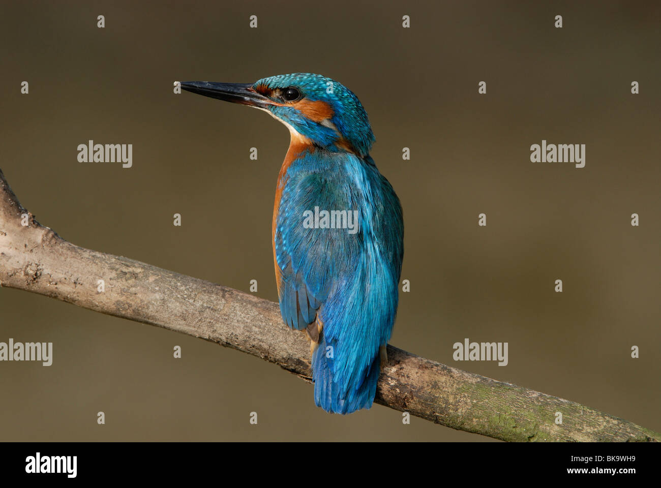 Adult male Kingfisher is looking to the left, backside view Stock Photo ...