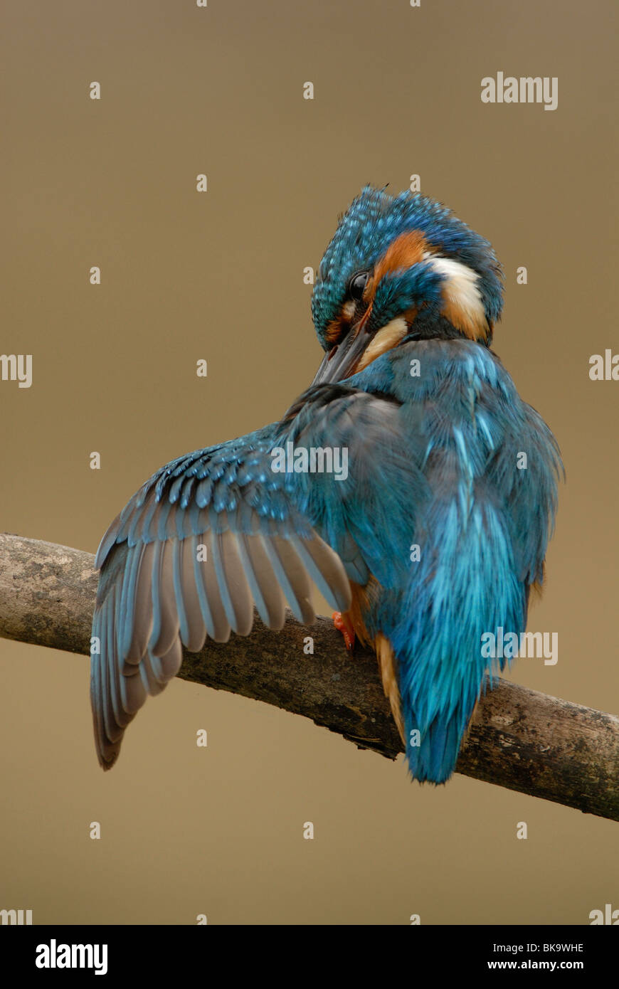 Kingfisher wing out hi-res stock photography and images - Alamy