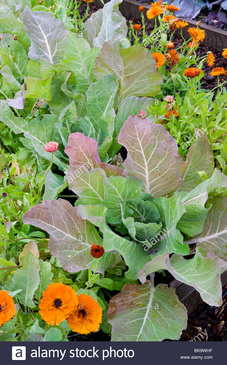 Companion Planting Marigolds Stock Photos & Companion Planting ...
