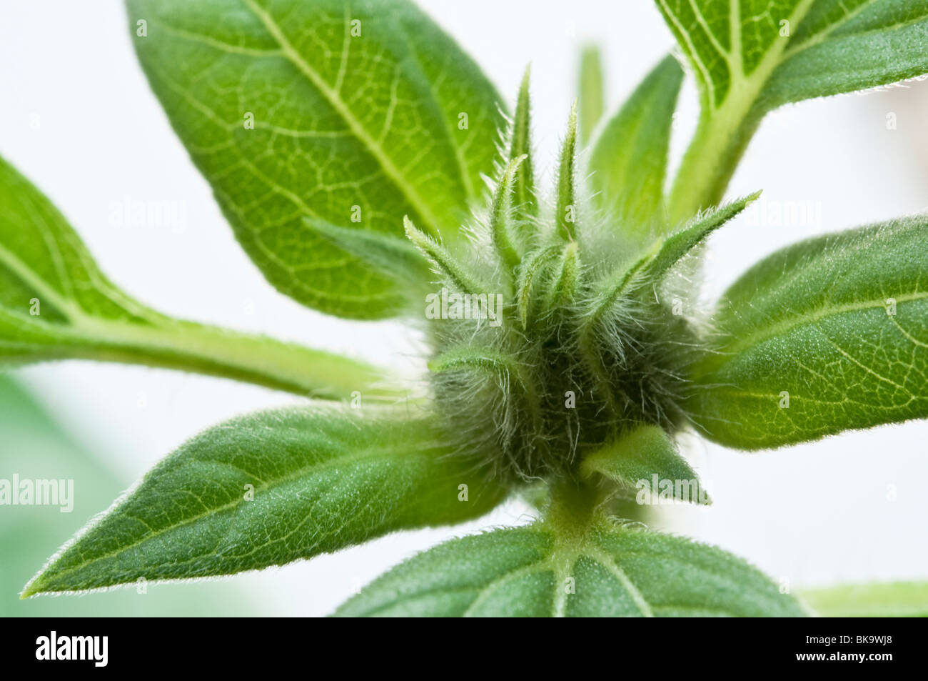 Budding sunflower hi-res stock photography and images - Alamy