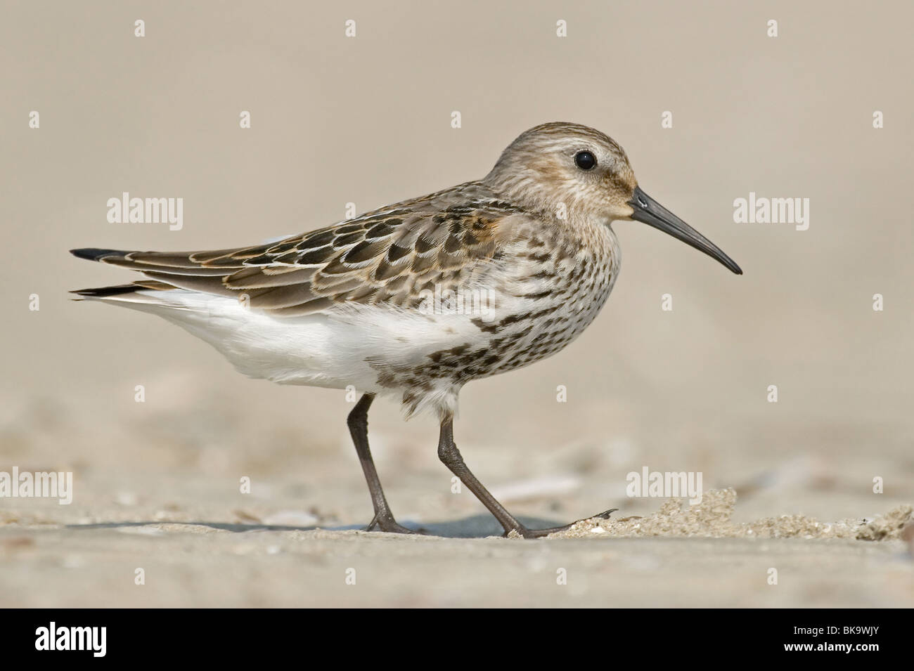 Dunlin on the beach Stock Photo - Alamy