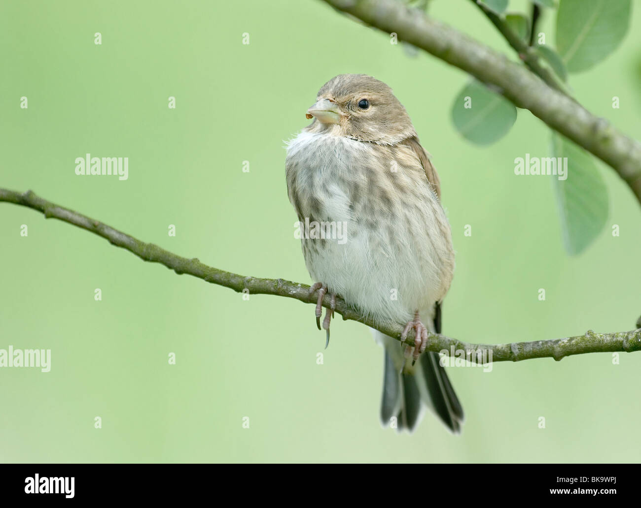 Juvenile linnet hi-res stock photography and images - Alamy