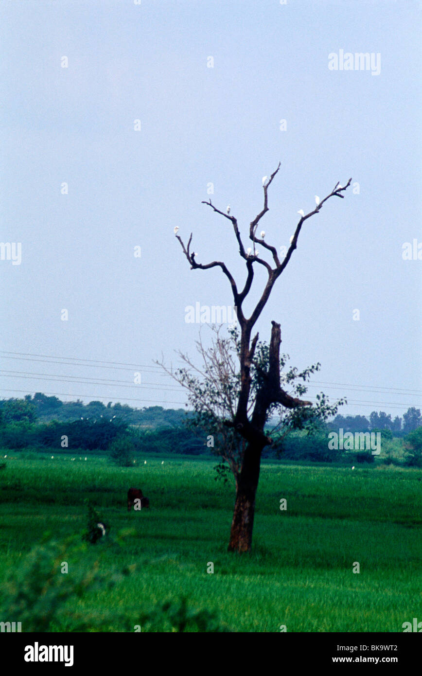 Lone Tree in field Stock Photo - Alamy