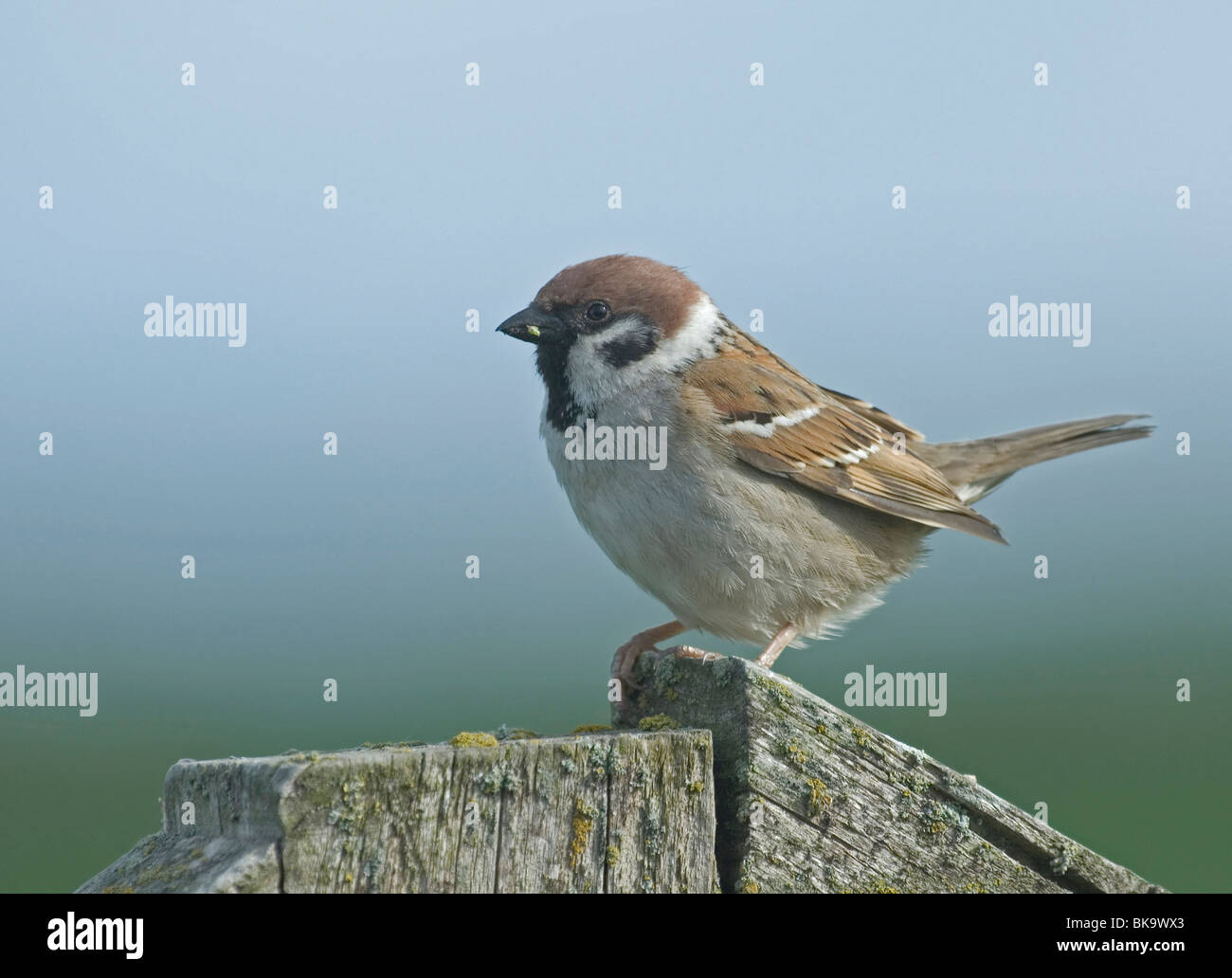 male Tree Sparrow on a fence Stock Photo - Alamy