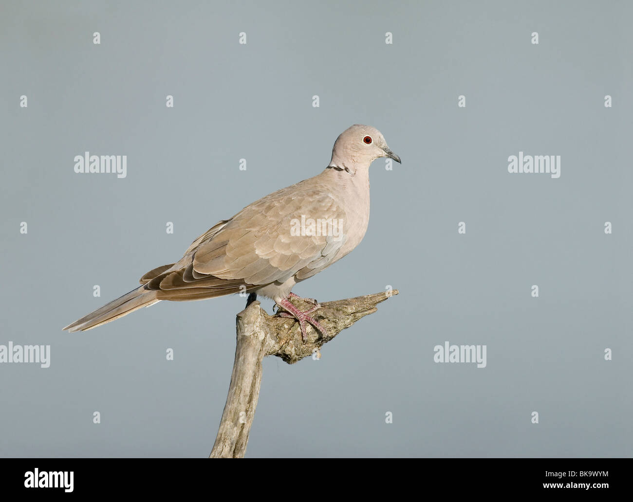 Dove on branch hi-res stock photography and images - Alamy