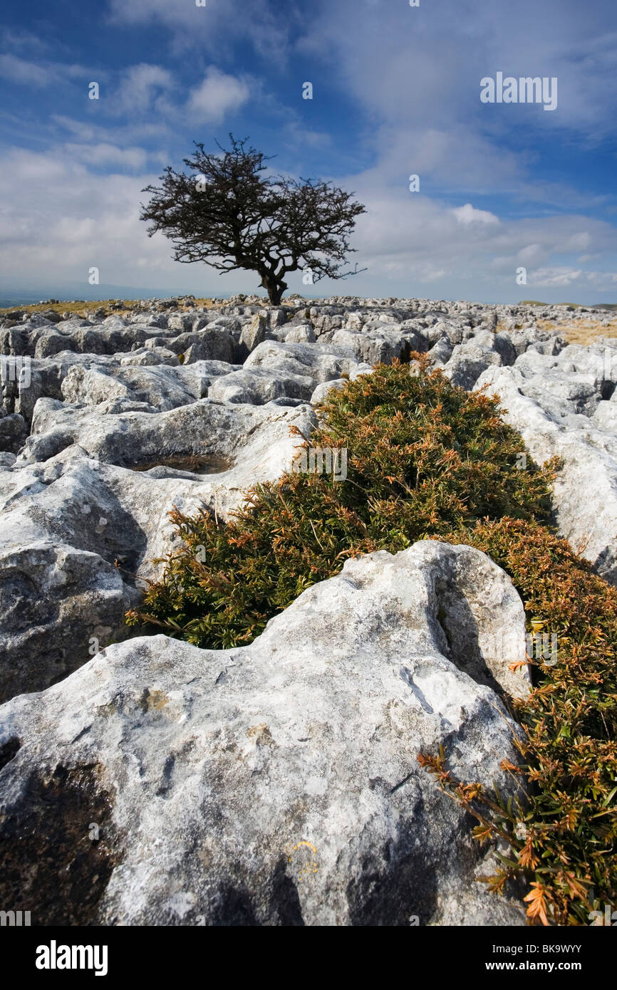 Limestone Pavement and Lone Hawthorn Tree at Twisleton Scar, near ...