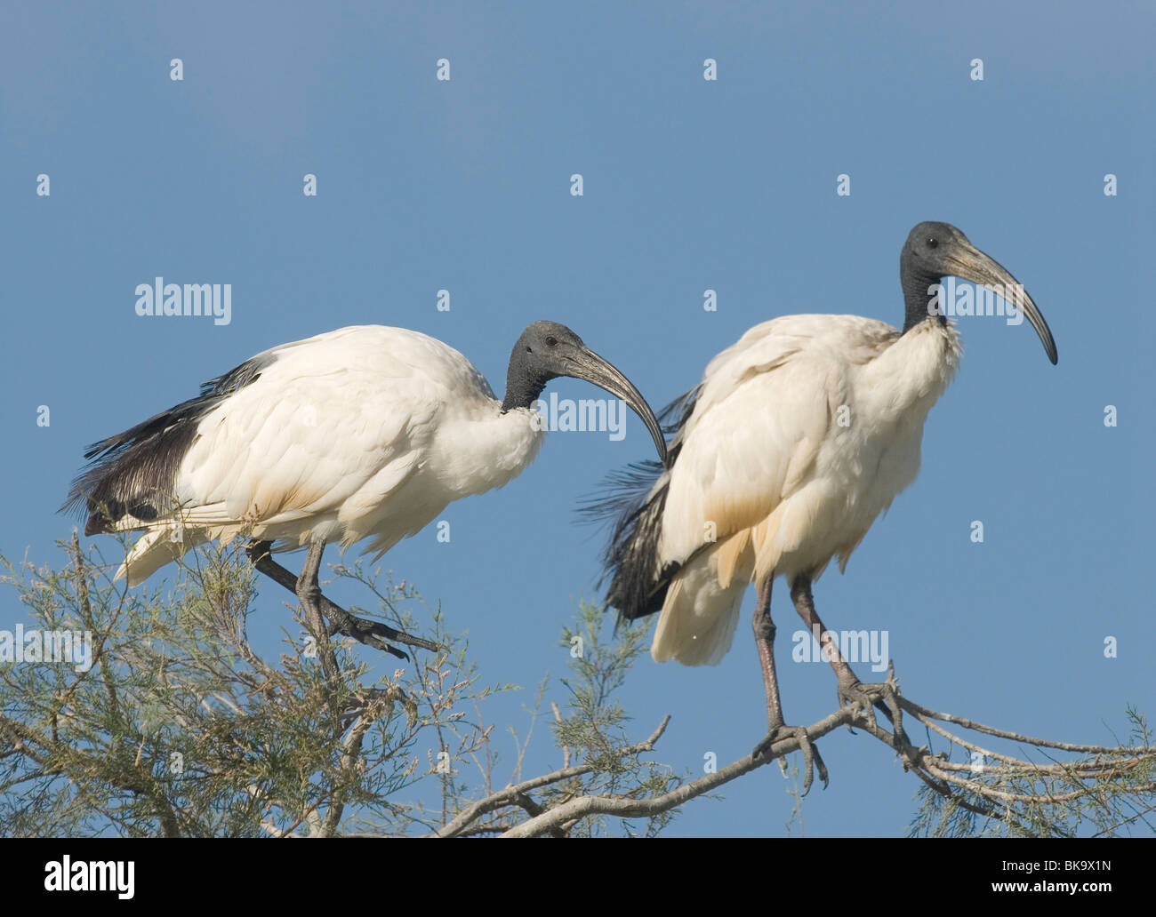two Sacred Ibis in tree Stock Photo - Alamy