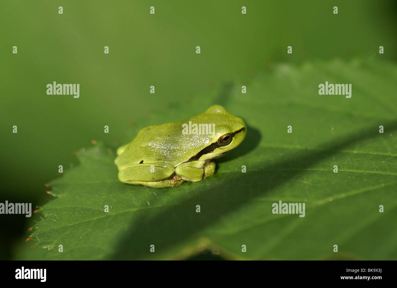 Young common european frog hi-res stock photography and images - Alamy