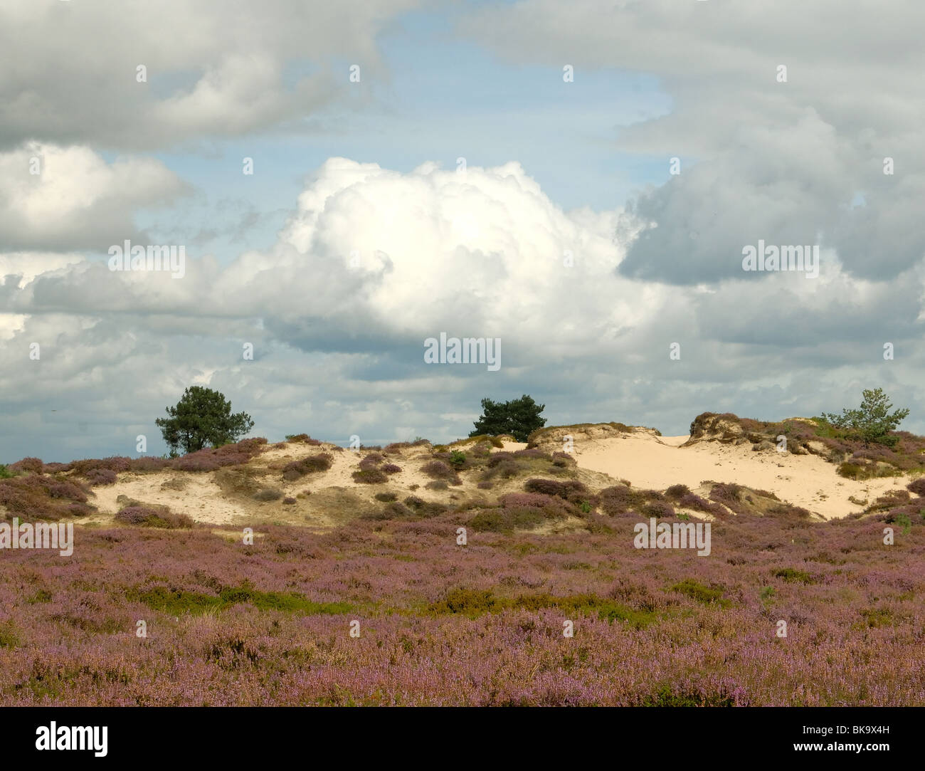 Heath moor land hi-res stock photography and images - Alamy