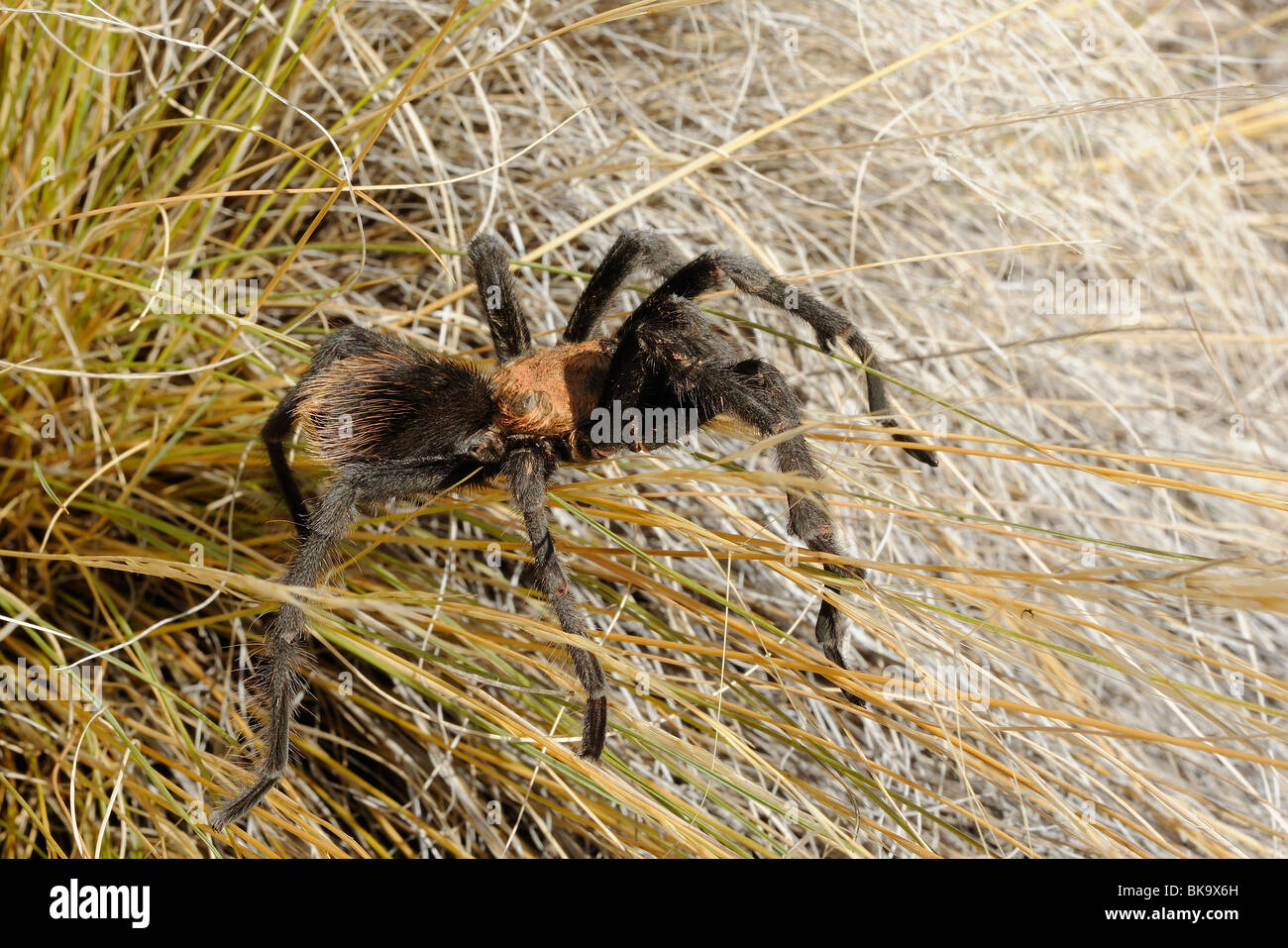 Tarantula spider in zion national park hi-res stock photography and ...