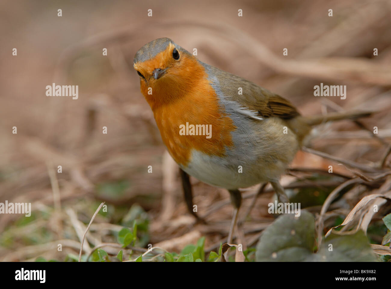 Curious looking Robin standing on the ground Stock Photo - Alamy