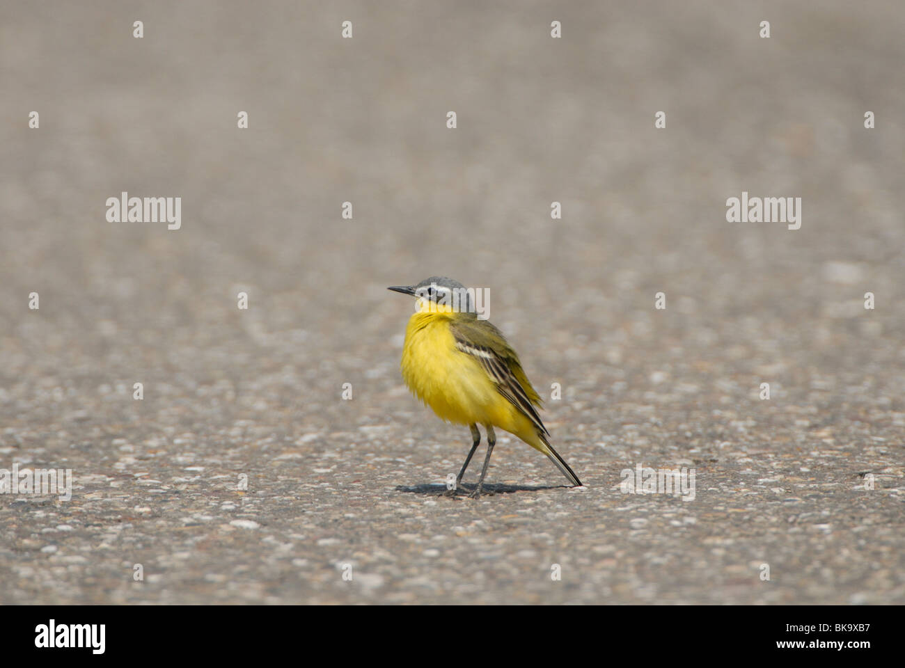 Blue-headed Wagtail standing on the road Stock Photo - Alamy