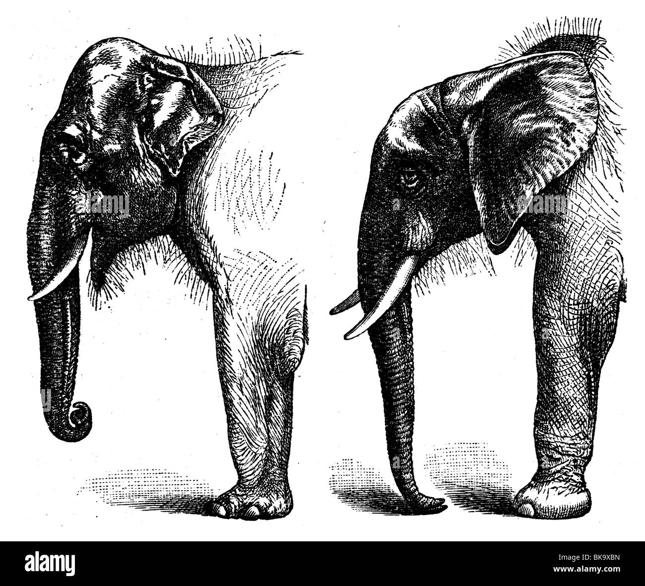 Elephants illustrations hi-res stock photography and images - Alamy