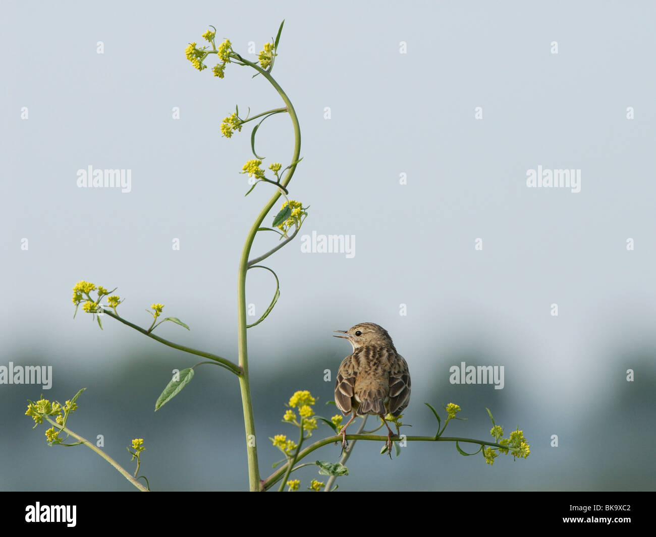 Meadow pipit in yellow flower hi-res stock photography and images - Alamy