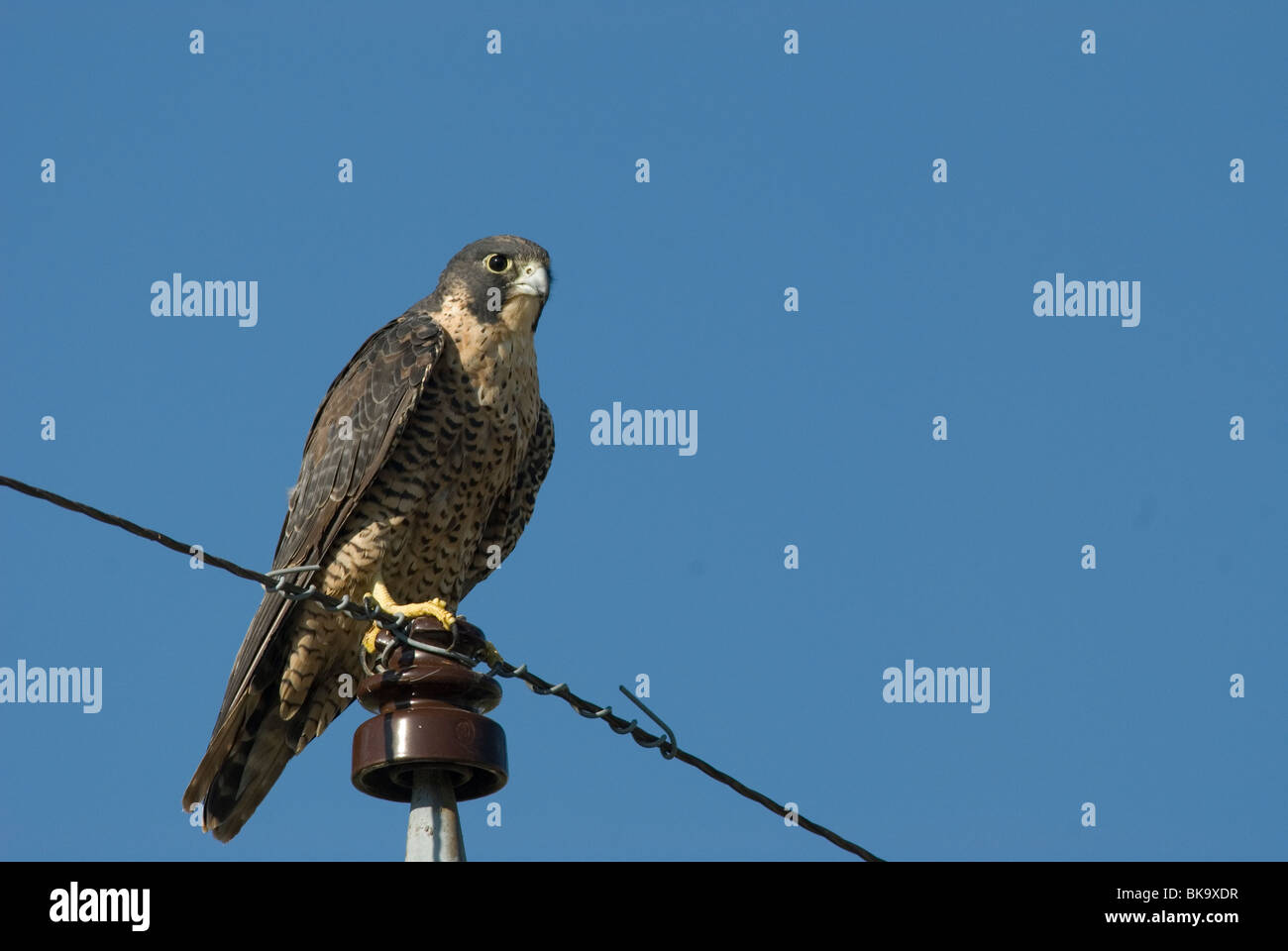 Peregrine falcon head shot hi-res stock photography and images - Alamy