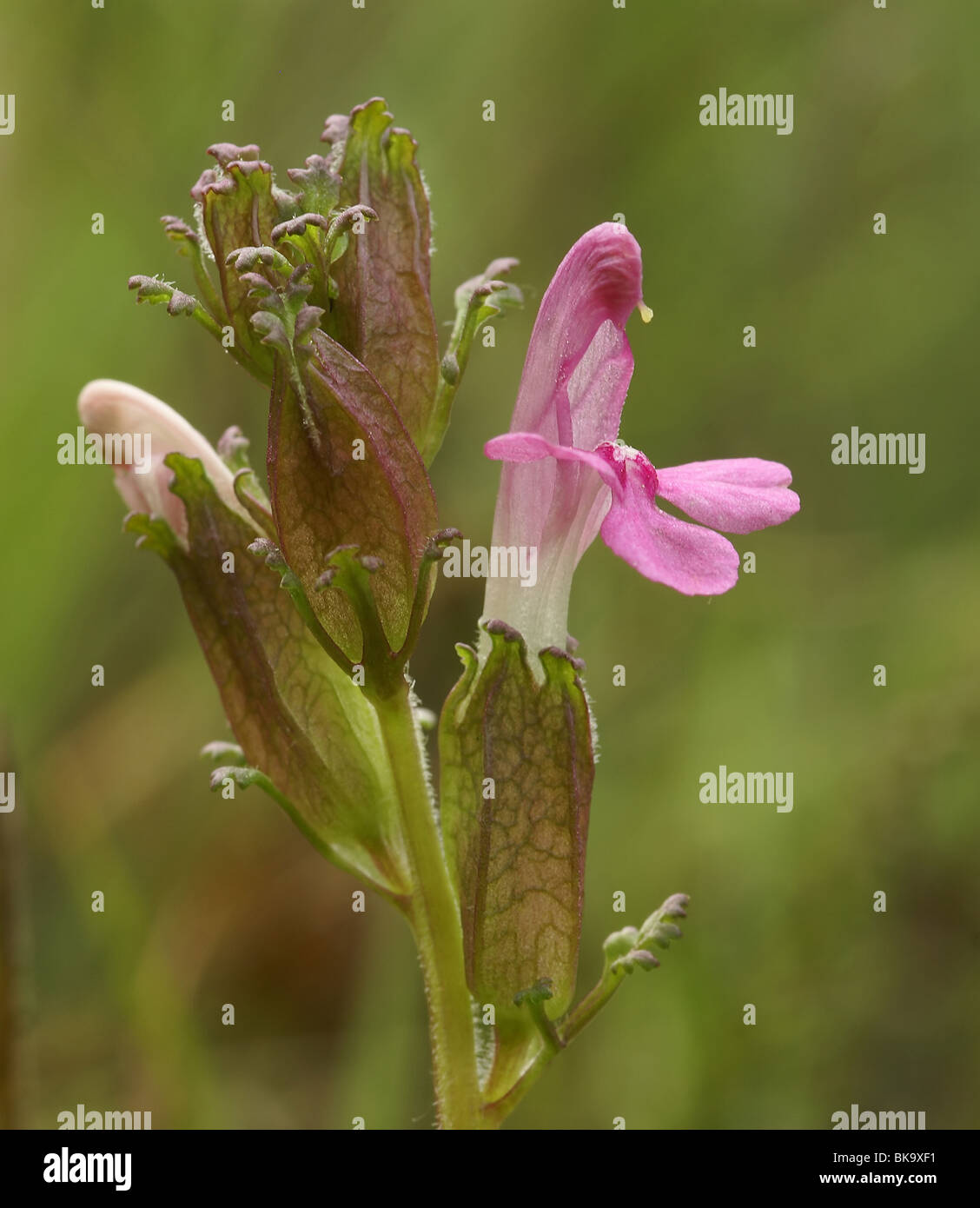 Common lousewort hi-res stock photography and images - Alamy