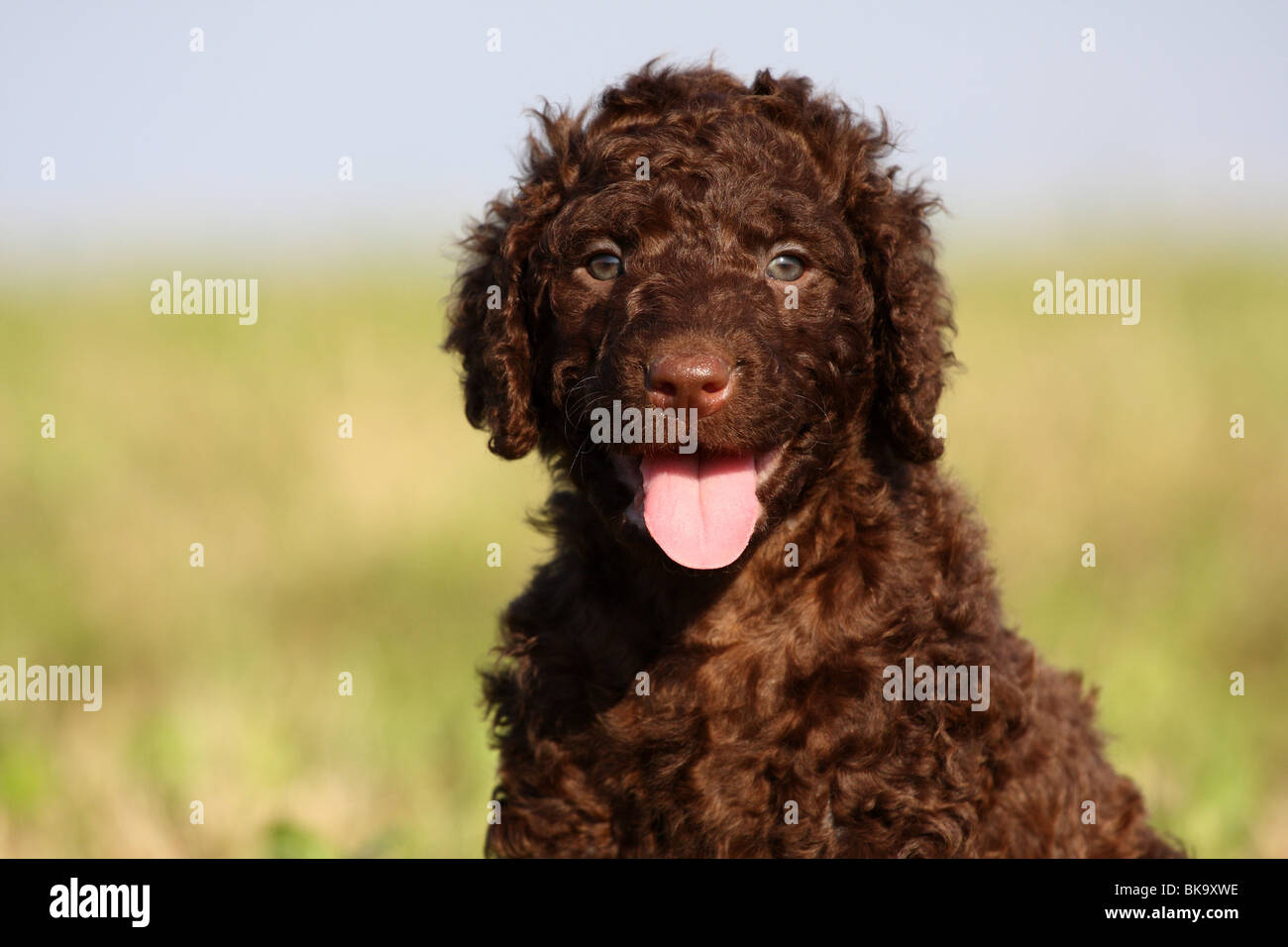 Irish water spaniel hi-res stock photography and images - Alamy