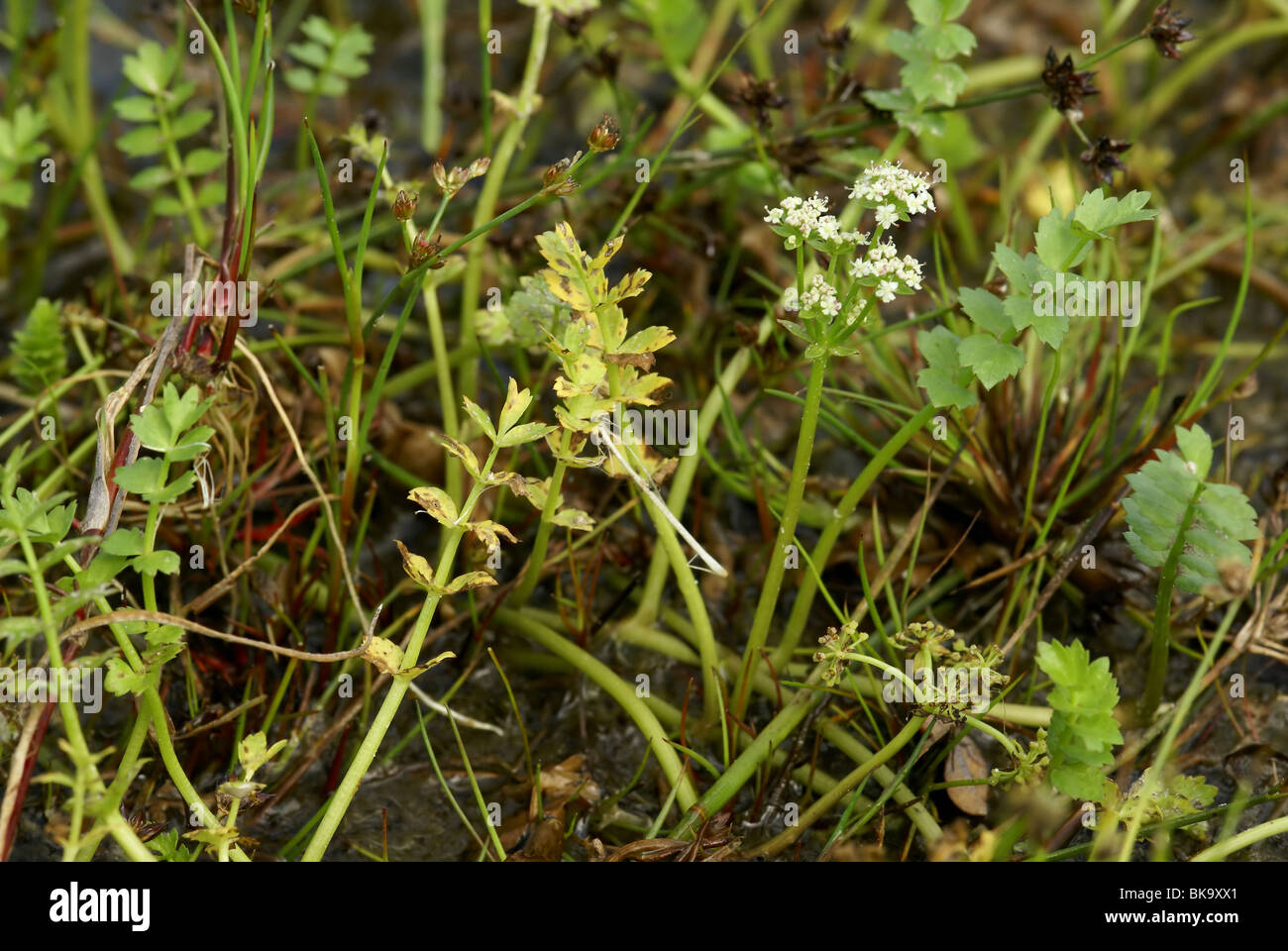 Vegetatie met bloeiend Kruipend moerasscherm en Zomprus Stock Photo - Alamy