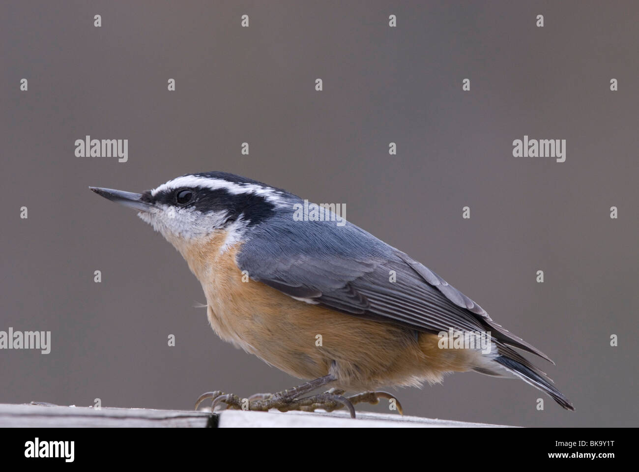 Red brested nuthatch hi-res stock photography and images - Alamy