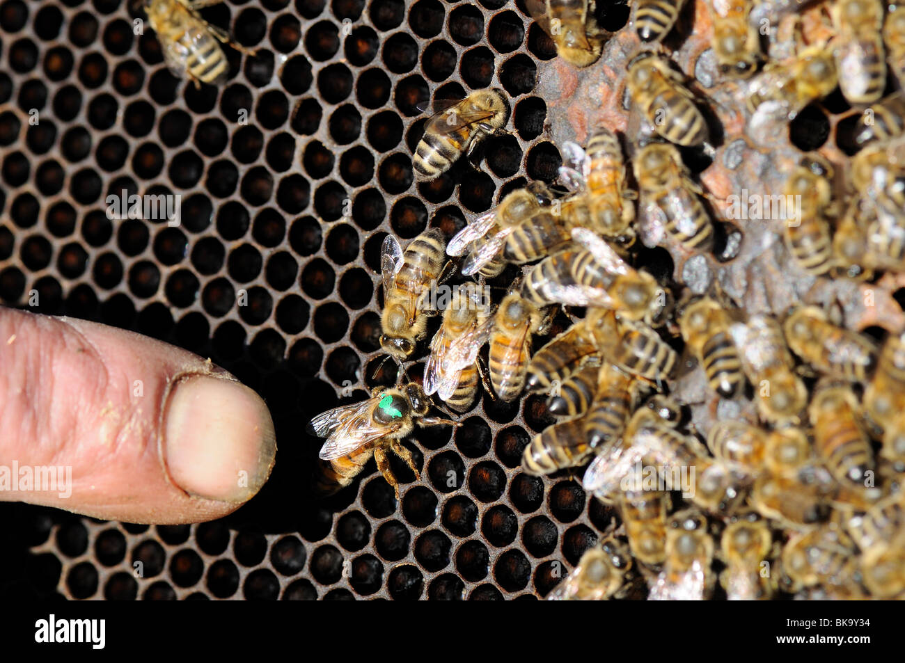 Thats the queen bee Stock Photo - Alamy