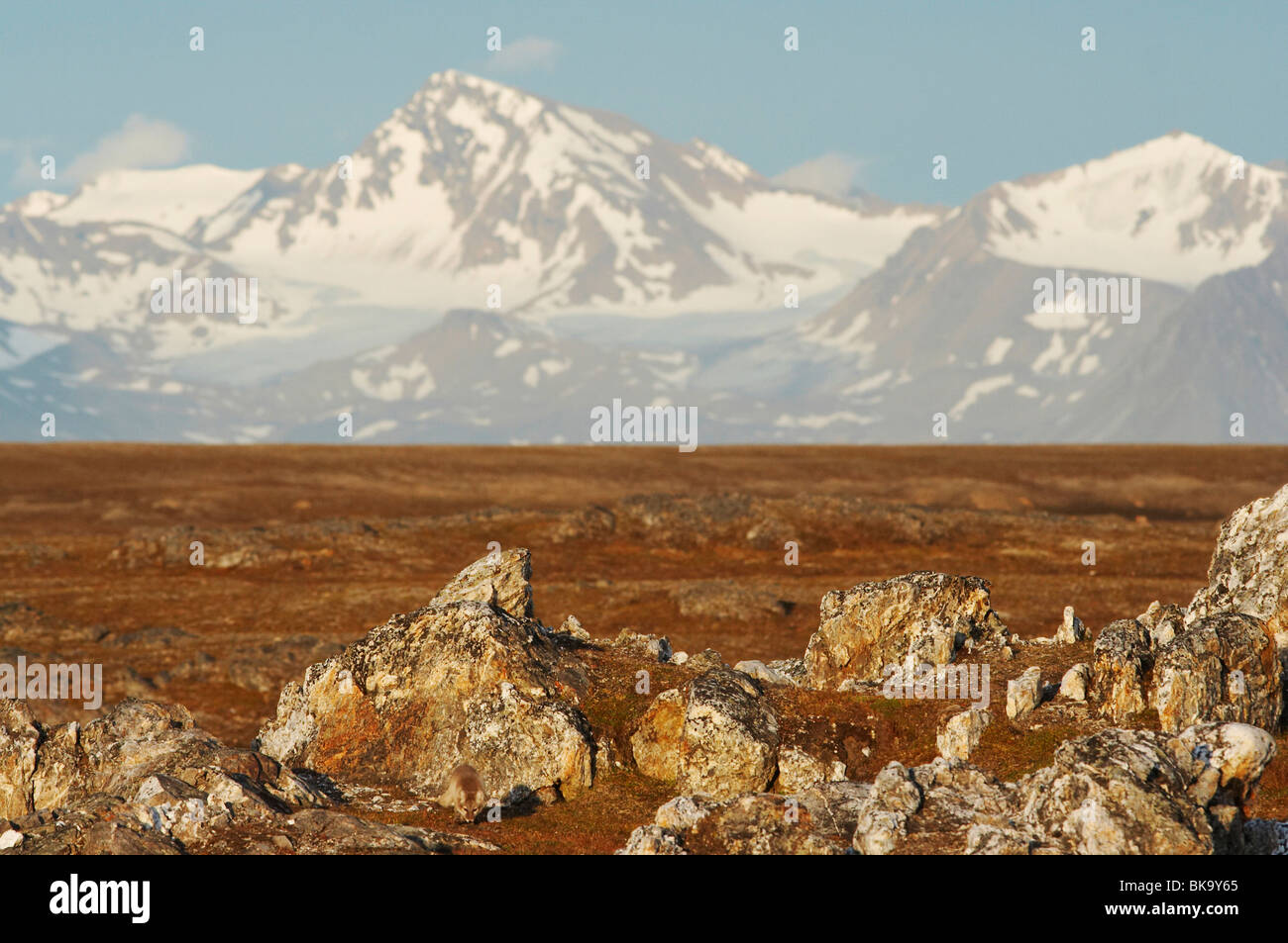 A tundra landscape with mountains in the background and an Arctic Fox ...