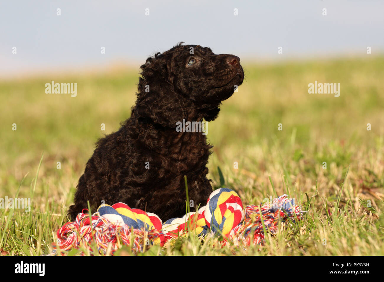 Irish Water Spaniel puppy Stock Photo - Alamy