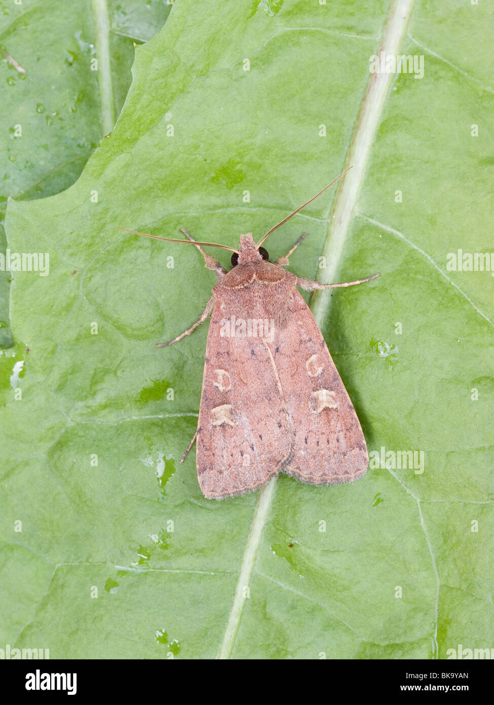 Square-spot Rustic resting on a leaf Stock Photo - Alamy